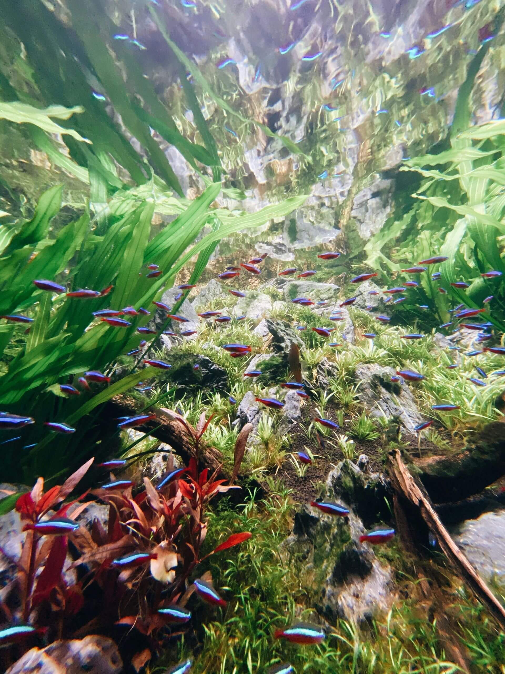Requests | ForAquarist.com